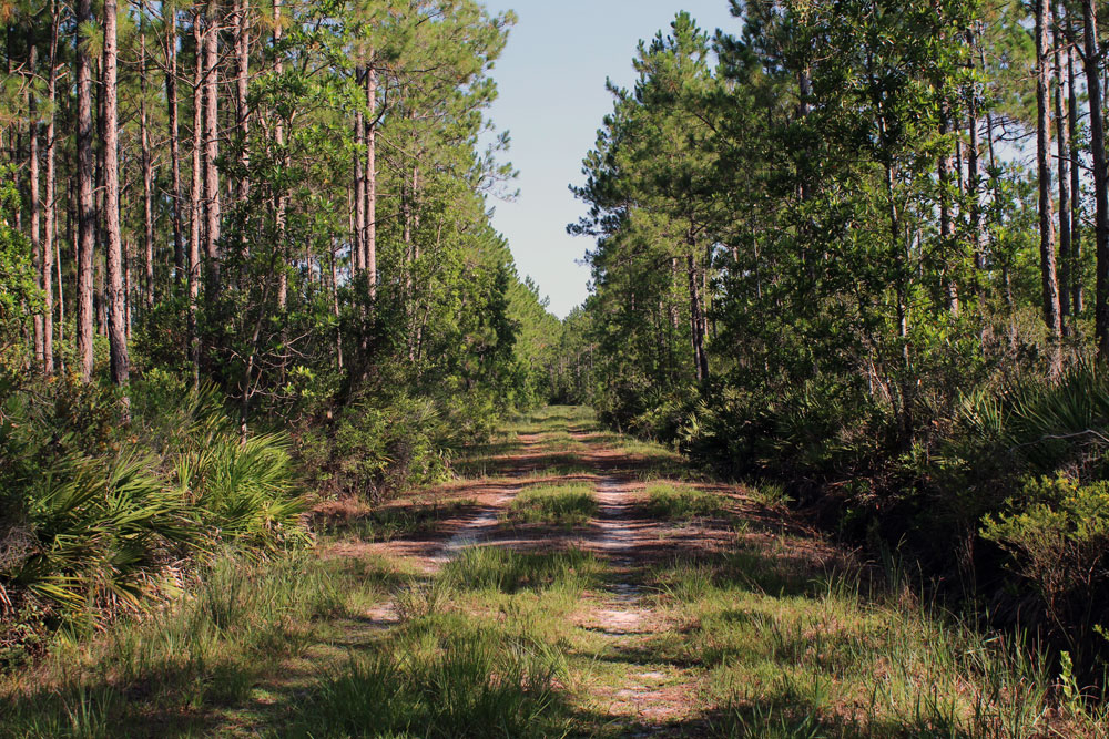 Longleaf Pine Preserve