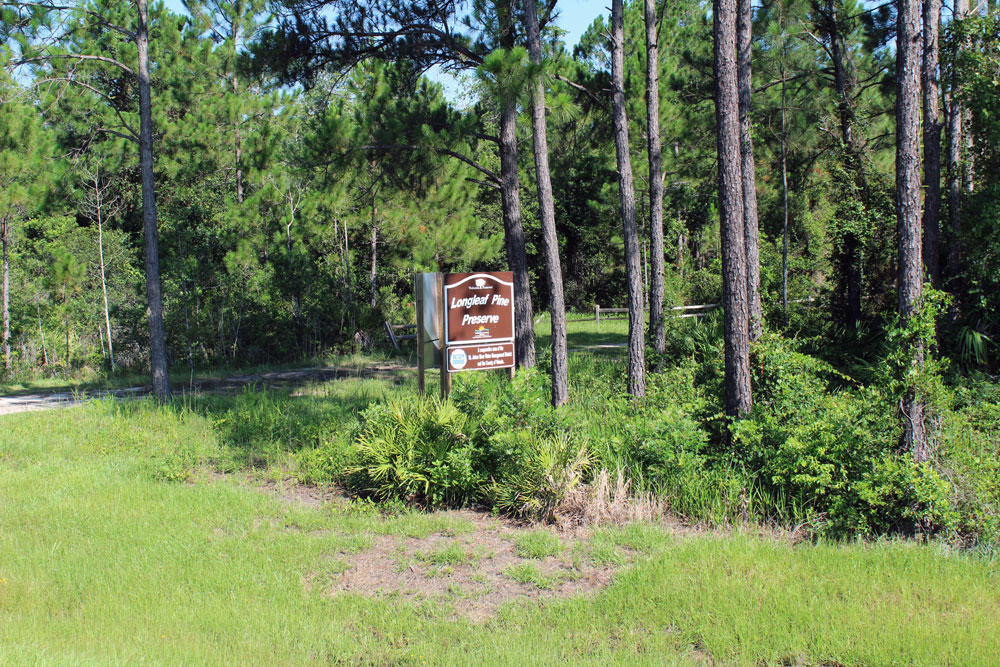 Longleaf Pine Preserve