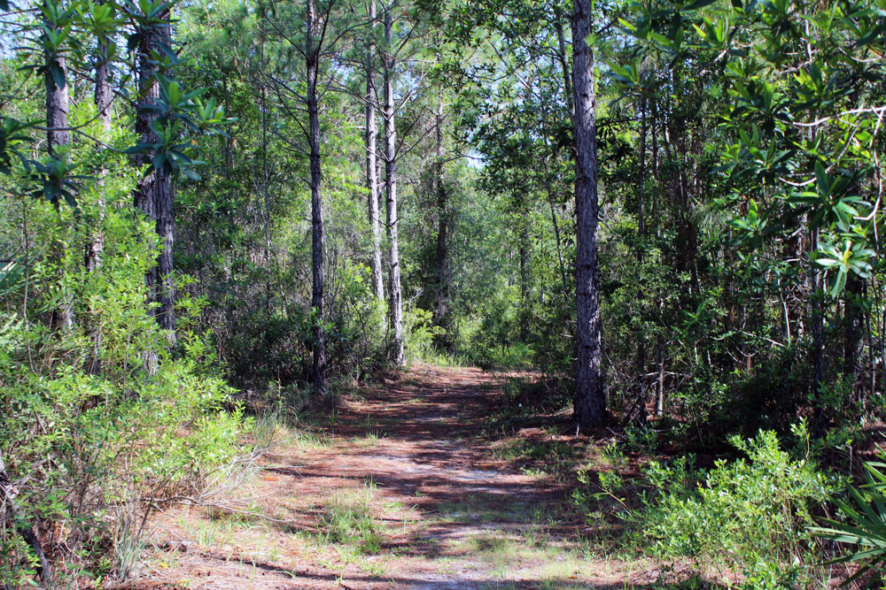 Longleaf Pine Preserve